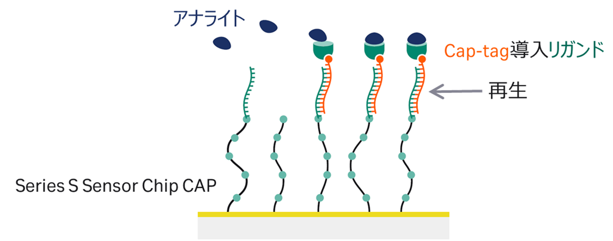 Biacoreをもっと身近に～アッセイ条件の最適化を簡単・安価に～ | Cytiva