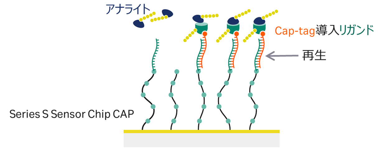 Biacoreをもっと身近に～アッセイ条件の最適化を簡単・安価に～ | Cytiva