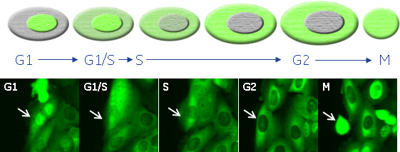 G1/S Cell Cycle Phase Marker Assay