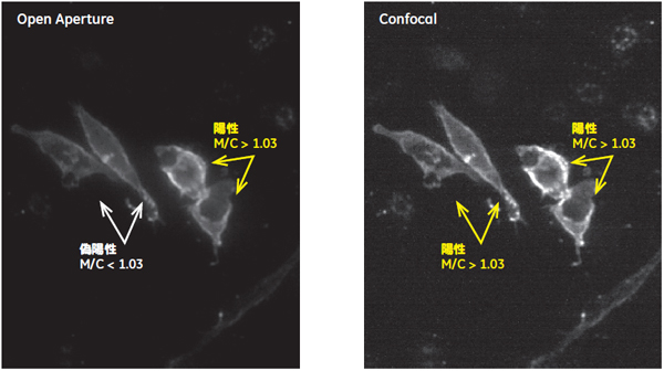 抗体ライブラリー評価におけるイメージングサイトメーターIN Cell Analyzer 6000の活用