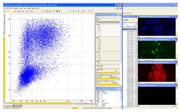 幹細胞を用いたフローサイトメーターおよびIN Cell Analyzer 2000 によるHigh Content Analysis の比較