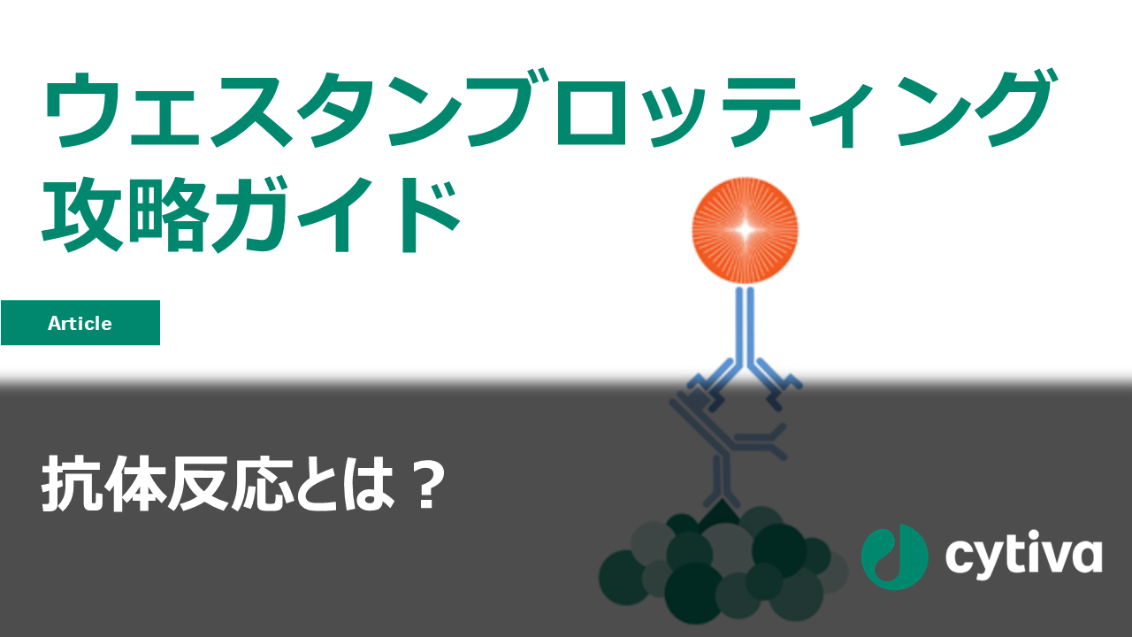 ウェスタンブロッティングの基礎：抗体反応と検出とは？ 原理と手法を解説原理と手法を解説 | Cytiva