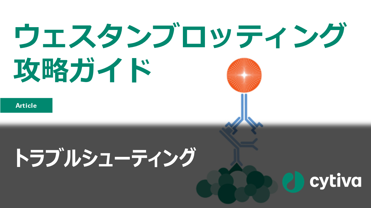 ウェスタンブロッティングの基礎：トラブルシューティング | Cytiva